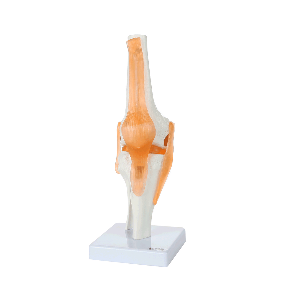 Axis Scientific Human Knee Joint with Functional Ligaments Anatomy ...