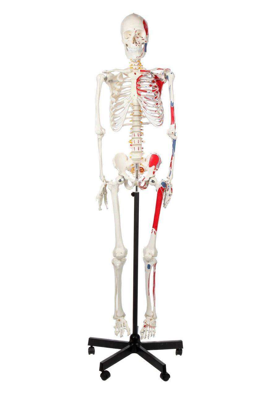 Axis Scientific Muscle Painted and Numbered Life-Size Human Skeleton ...