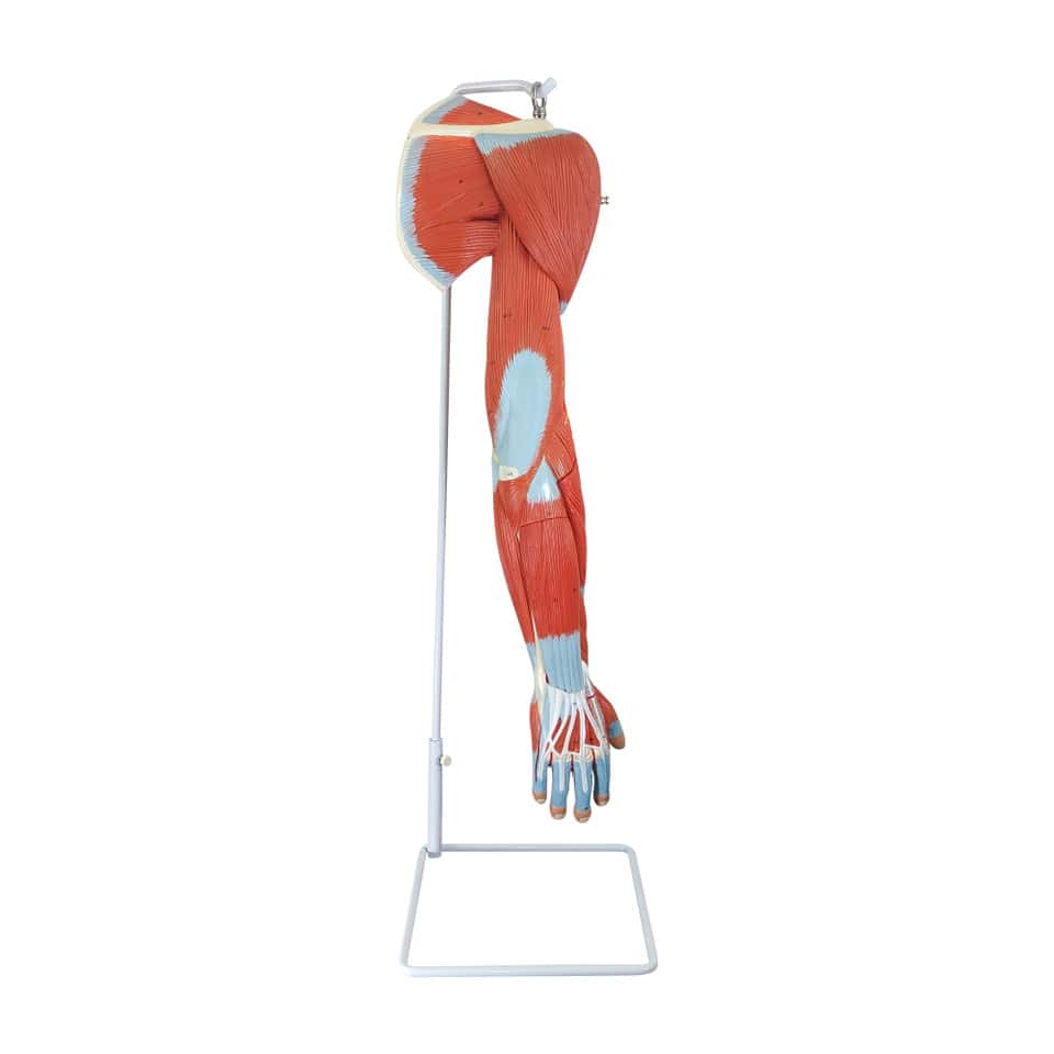 3B Scientific Dissectible Muscled Arm Anatomy Model | Anatomy Warehouse