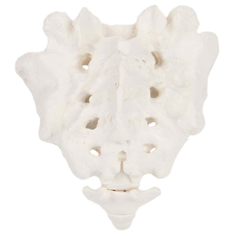 3B Scientific Human Sacrum and Coccyx Anatomy Model | Anatomy Warehouse