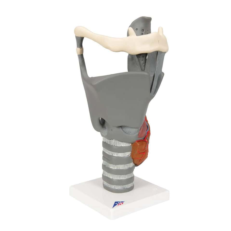 3B Scientific Functional Human Larynx Anatomy Model | Anatomy Warehouse