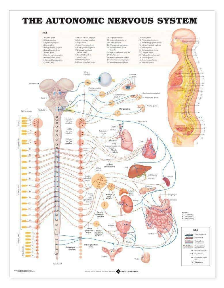 Anatomical Chart Company The Autonomic Nervous System Laminated ...