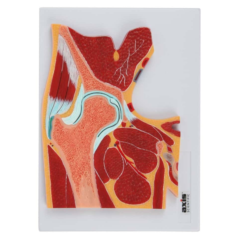 GPI Anatomicals Basic Male Pelvis Section Anatomy Model | Anatomy Warehouse