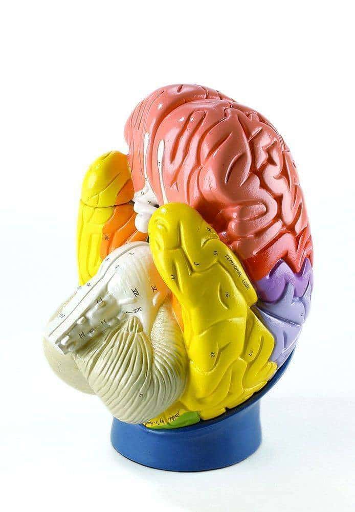 Denoyer-Geppert Giant 4 Part Brain Anatomy Model | Anatomy Warehouse