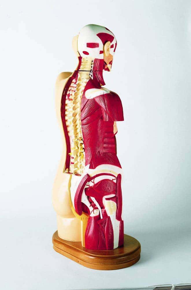 Denoyer-Geppert 23 Part Multi Torso Sexless Configuration Anatomy Model ...