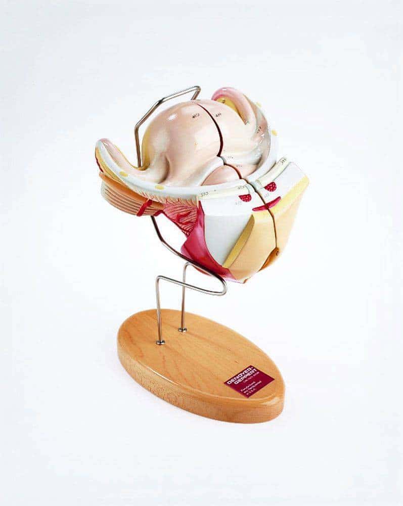 Denoyer-Geppert 3rd Trimester Pregnancy Anatomy Model Insert | Anatomy ...