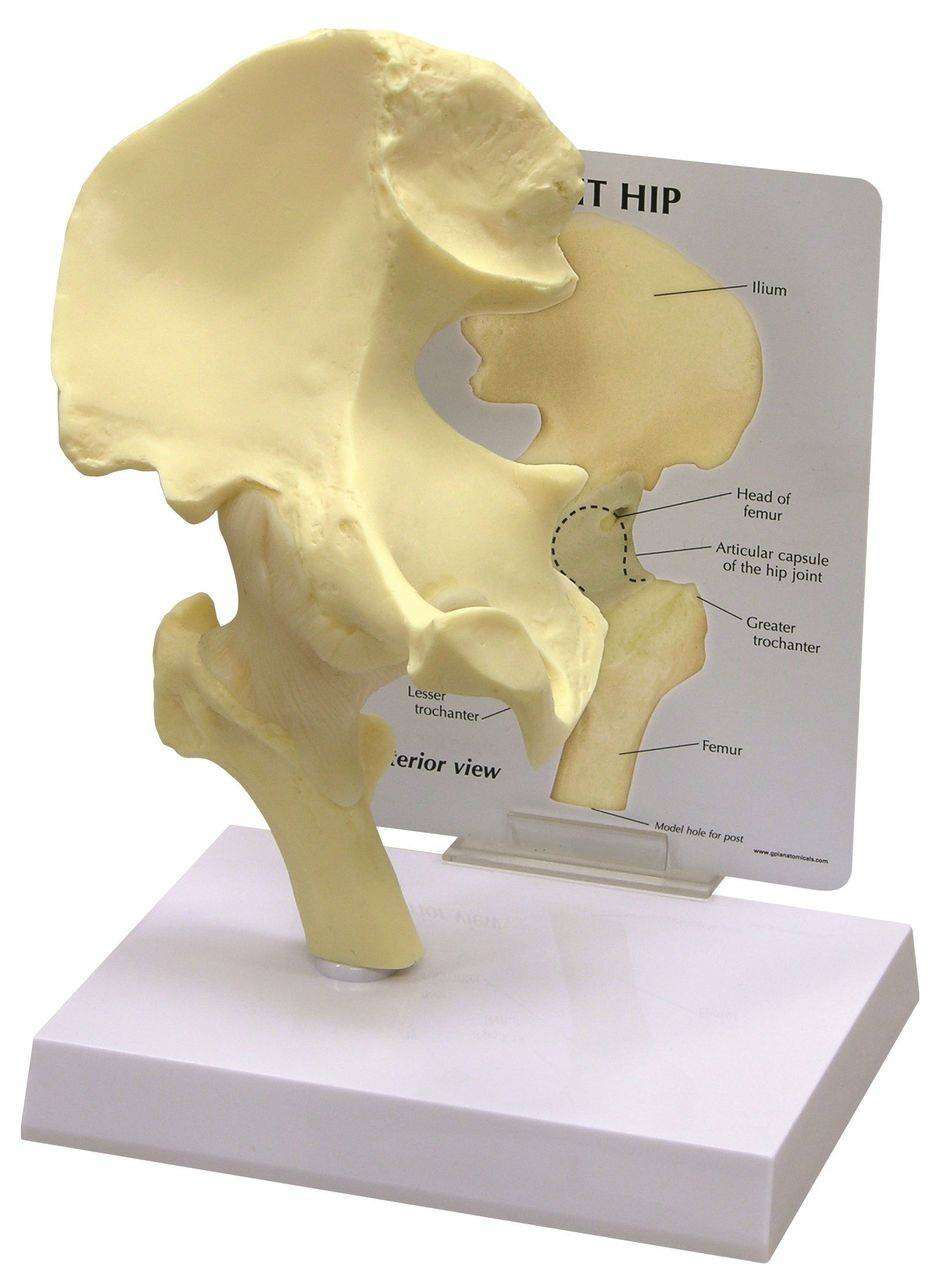 Rudiger Anatomie Hip and Hip Joint Laminated Anatomy Chart | Anatomy ...