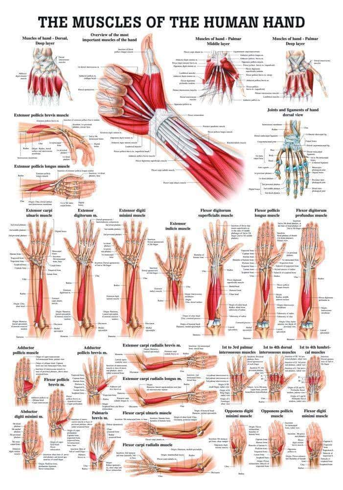 Rudiger Anatomie Muscles of the Shoulder and Back Laminated Anatomy ...