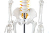 Axis Scientific Miniature 31" Human Skeleton Anatomy Model | Anatomy ...