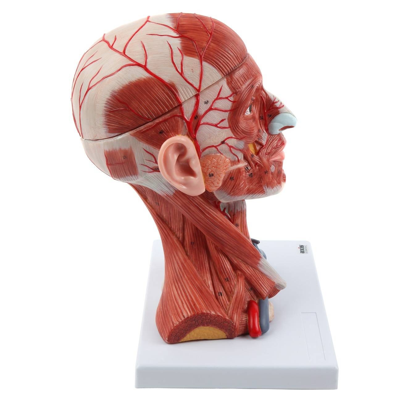 Axis Scientific Head and Neck Muscle Model | Anatomy Warehouse