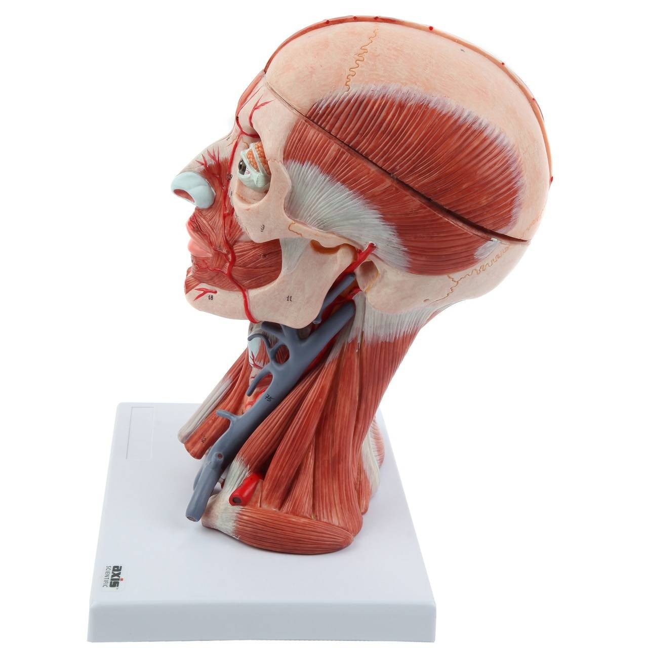 Axis Scientific Head and Neck Muscle Model | Anatomy Warehouse