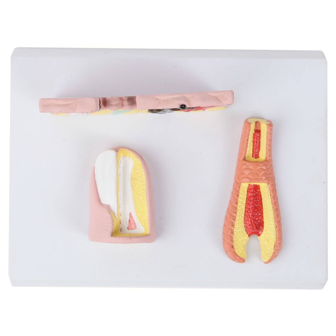Anatomy Lab Skin, Nail and Hair Structure Anatomy Model | Anatomy Warehouse