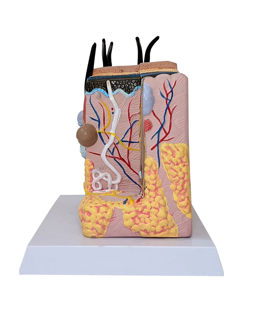 Anatomy Lab Skin and Hair Block Anatomy Model | Anatomy Warehouse