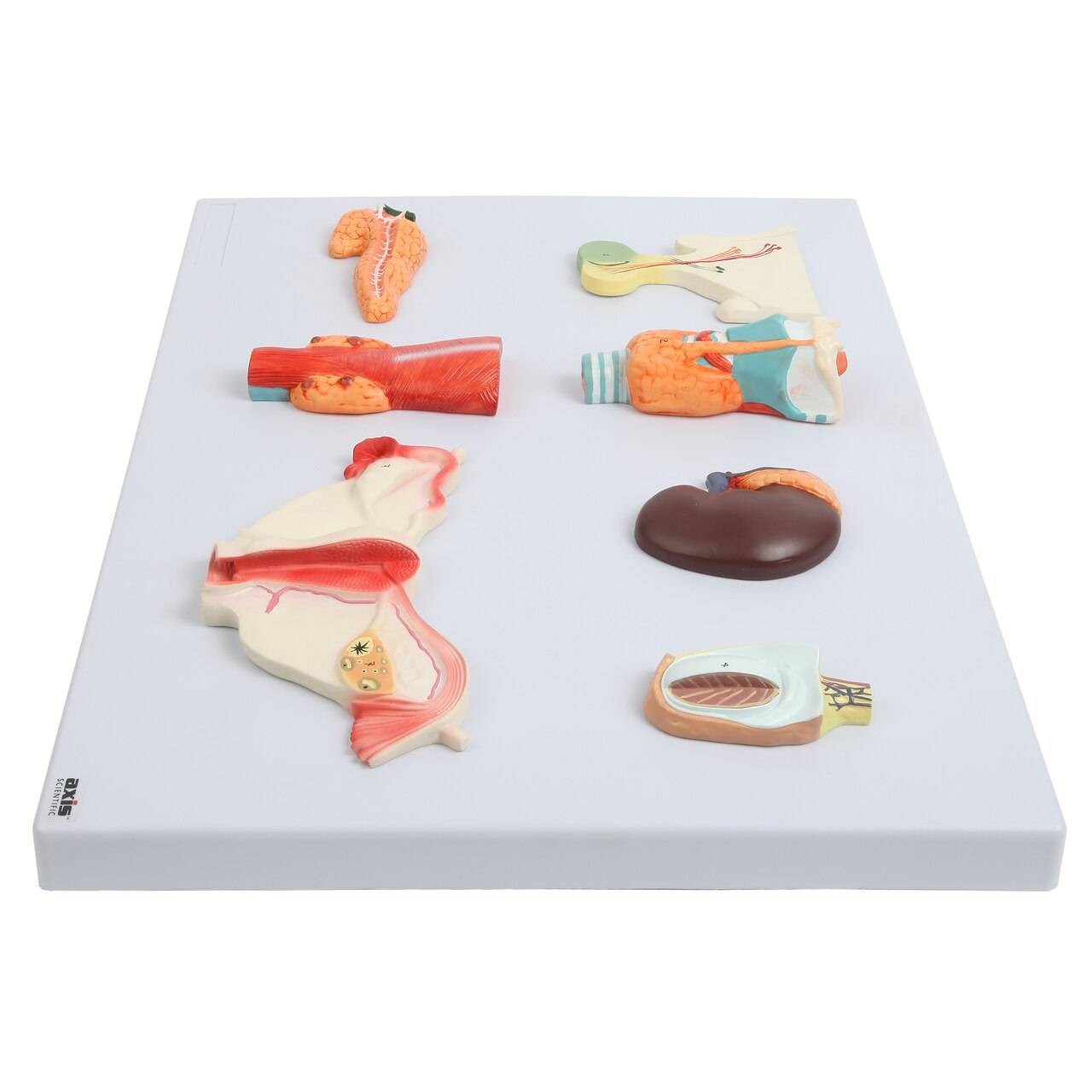 Axis Scientific Complete Endocrine Gland Set Anatomy Model | Anatomy ...