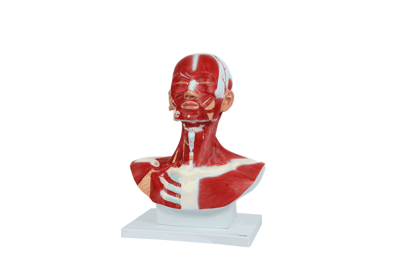 3B Scientific Nose Anatomy Model With Paranasal Sinuses | Anatomy Warehouse