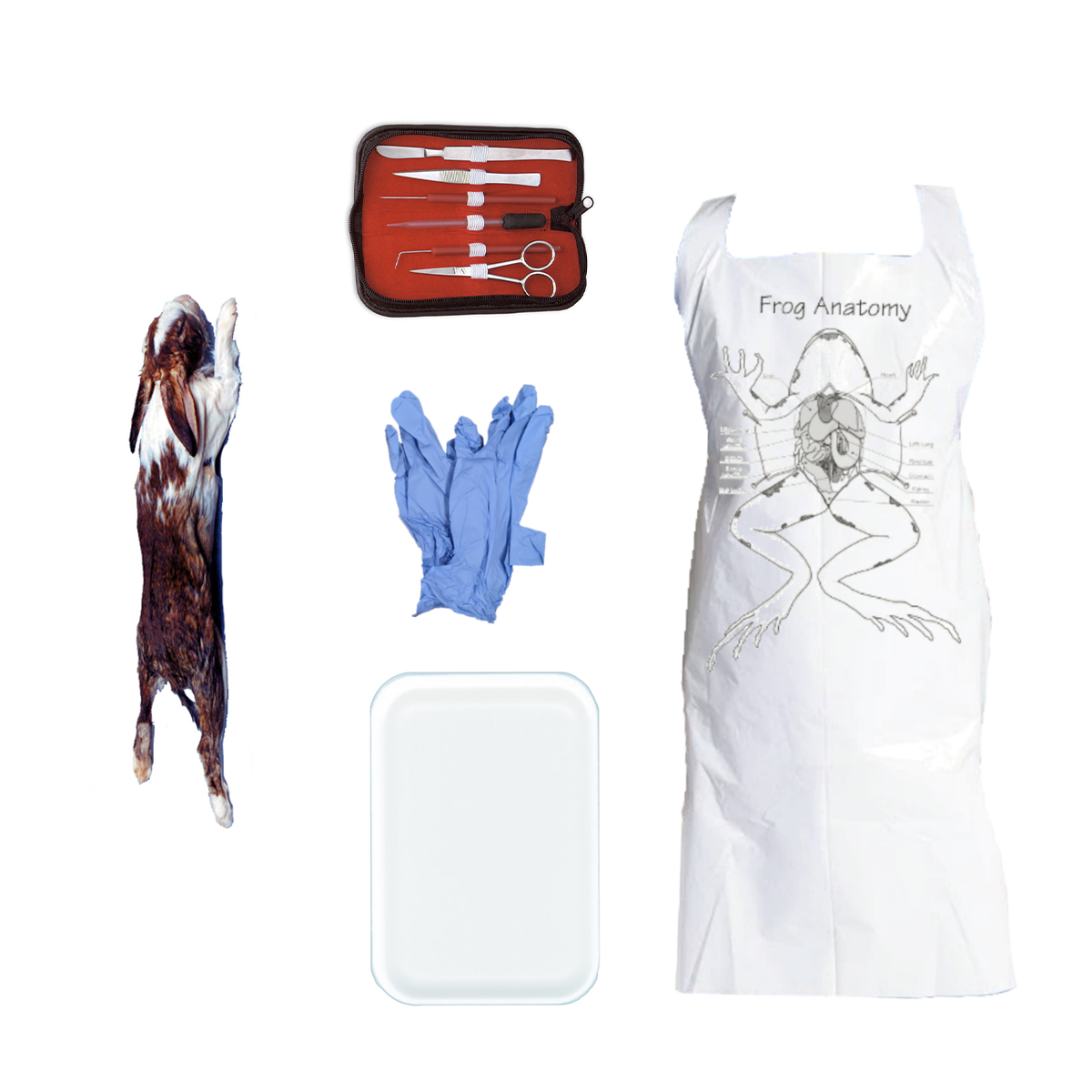 Anatomy Warehouse Rat Dissection Kit | Anatomy Warehouse