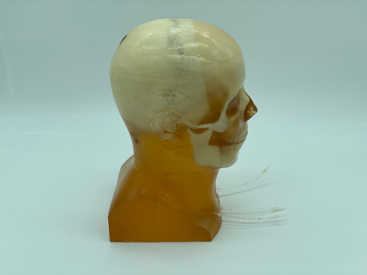 True Phantom Adult Head (Standard) for X-Ray CT, US, MRI | Anatomy ...