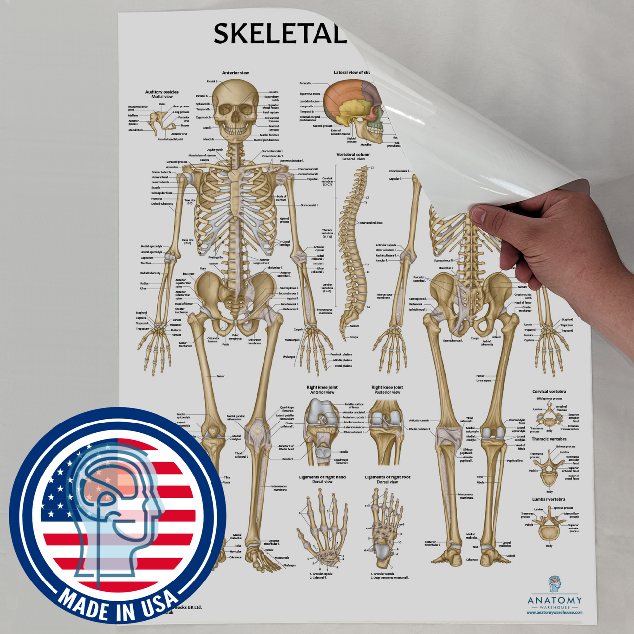 Anatomy Lab Skeletal System Laminated Poster | Anatomy Warehouse