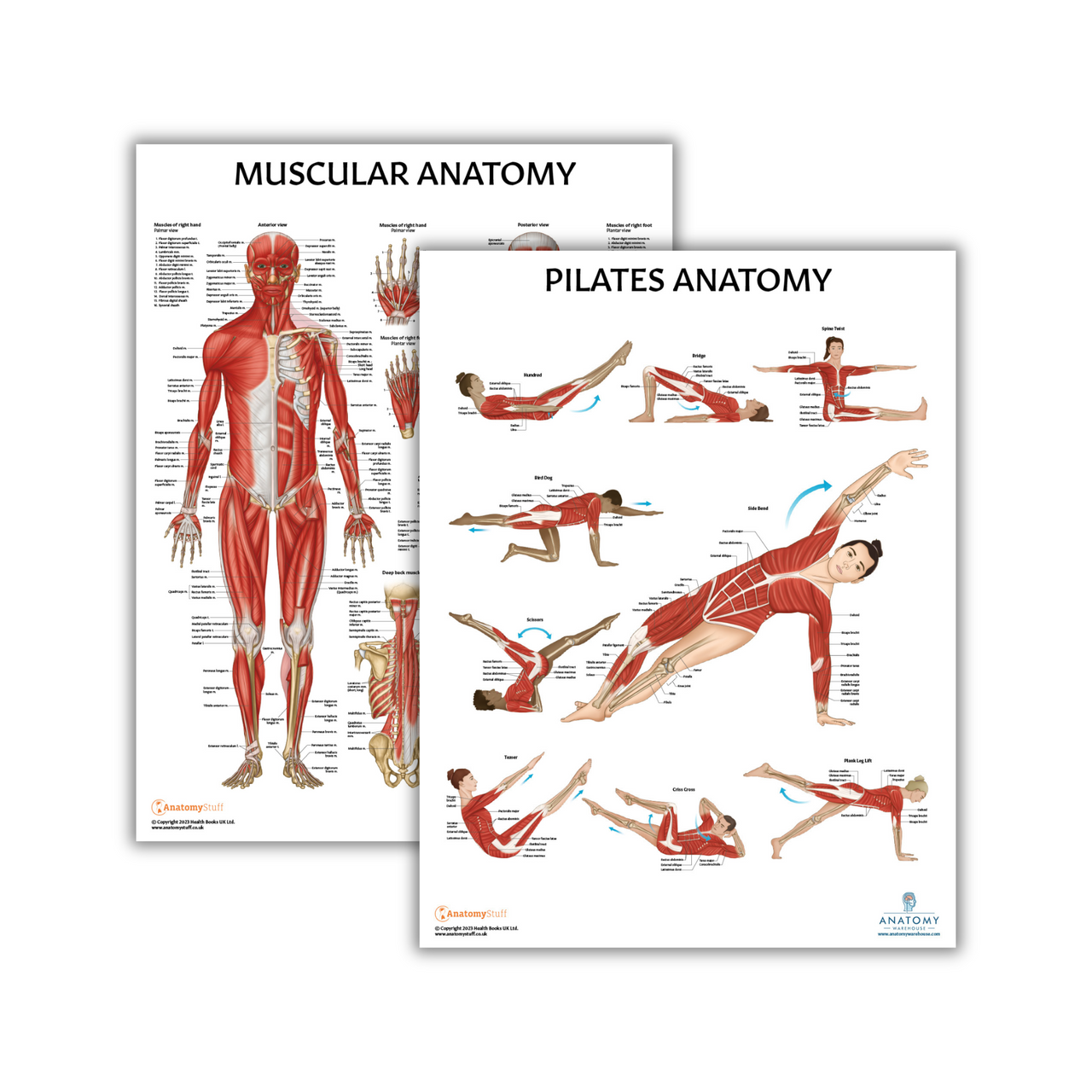 Rudiger Anatomie Pilates Basic 10 Laminated Fitness Poster | Anatomy ...