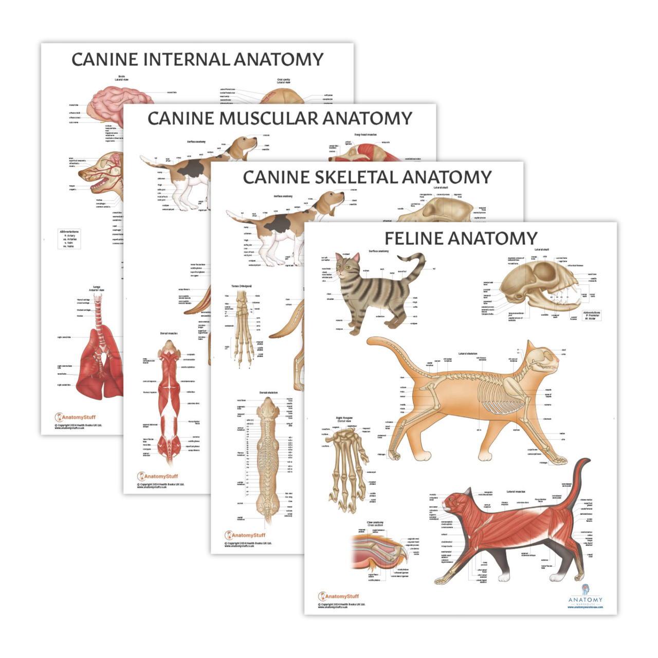 Anatomy Lab Canine Internal Anatomy Laminated Poster | Anatomy Warehouse