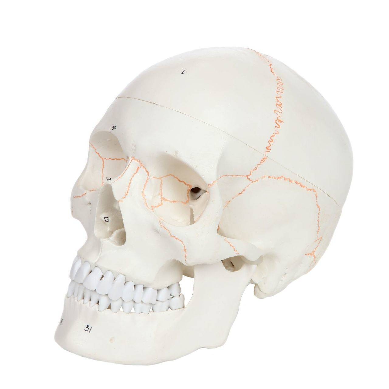 Axis Scientific 3-Part Life-Size Human Skull Numbered Anatomy Model ...