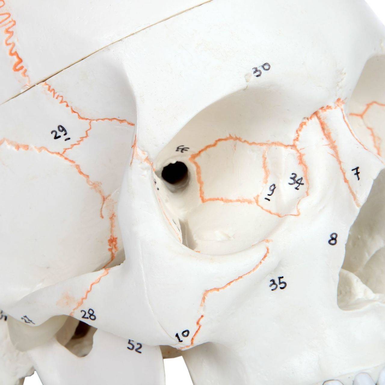 Axis Scientific 3-Part Life-Size Human Skull Numbered Anatomy Model ...