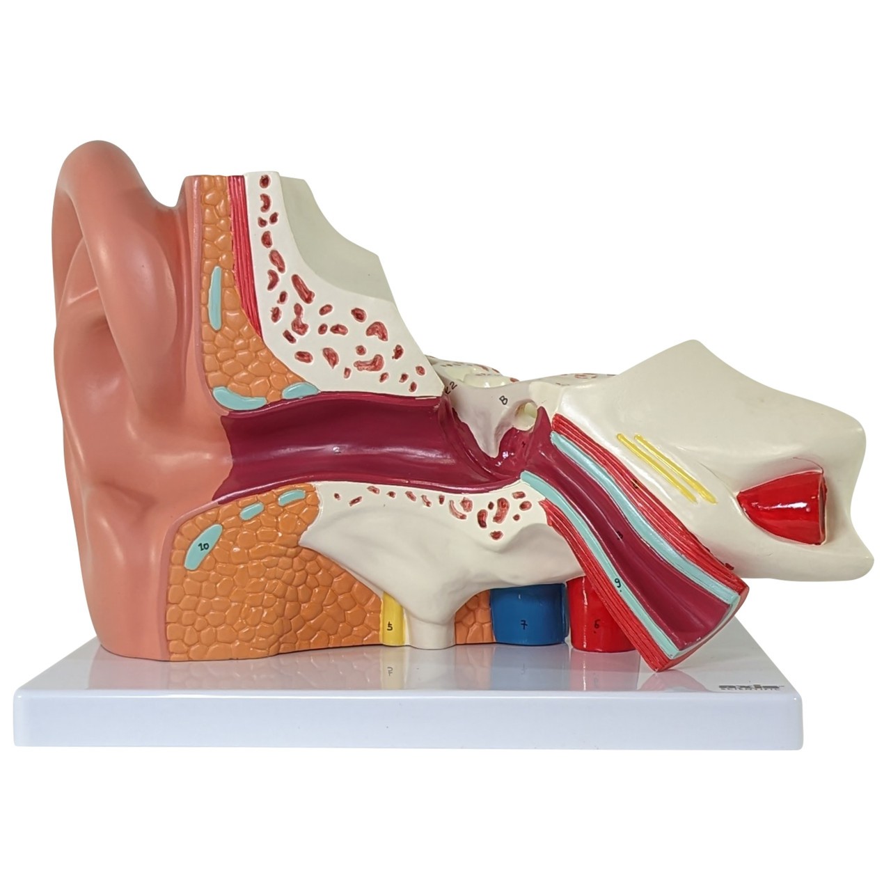 Axis Scientific Oversized 3-Part Human Ear | Anatomy Warehouse