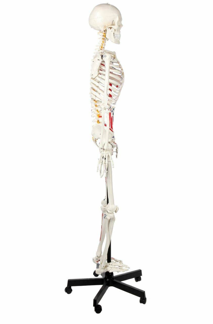 Axis Scientific Muscle Painted and Numbered Life-Size Human Skeleton ...
