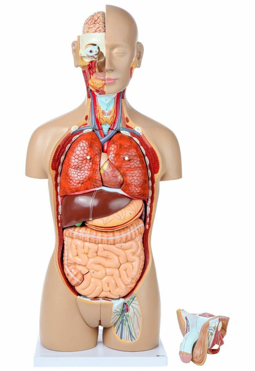 Axis Scientific 27 Part Dual Sex Life Size Torso With Open Back Anatomy Warehouse