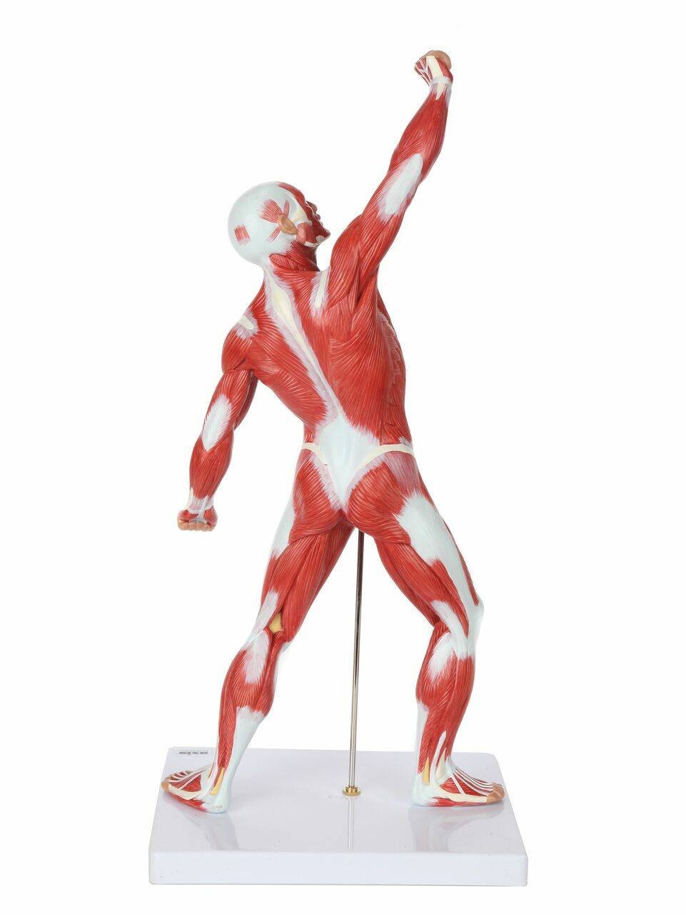 Axis Scientific Miniature Human Muscular Figure Anatomy Model | Anatomy ...