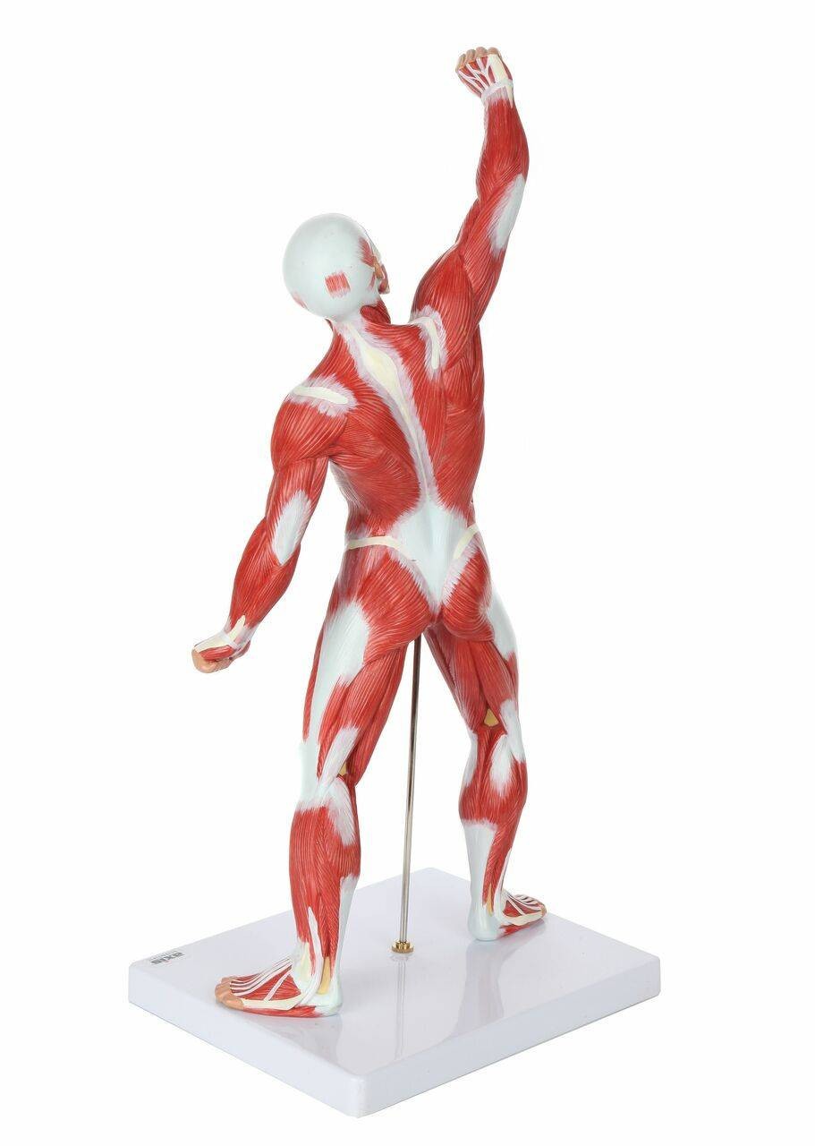 Axis Scientific Miniature Human Muscular Figure Anatomy Model | Anatomy ...