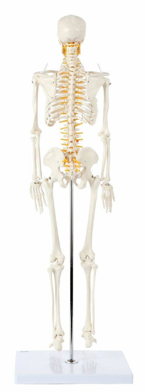 Axis Scientific Miniature 31" Human Skeleton Anatomy Model | Anatomy ...