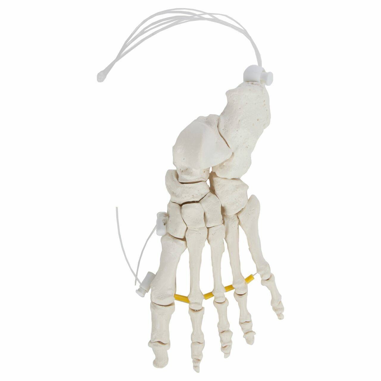 Axis Scientific Foot Skeleton Loosely Threaded | Anatomy Warehouse