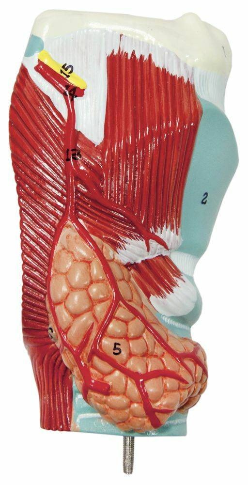 Axis Scientific 7-Part Human Lung and Respiratory System (3/4 Life-Size ...
