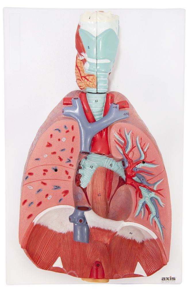 Axis Scientific 7-Part Human Lung and Respiratory System (3/4 Life-Size ...