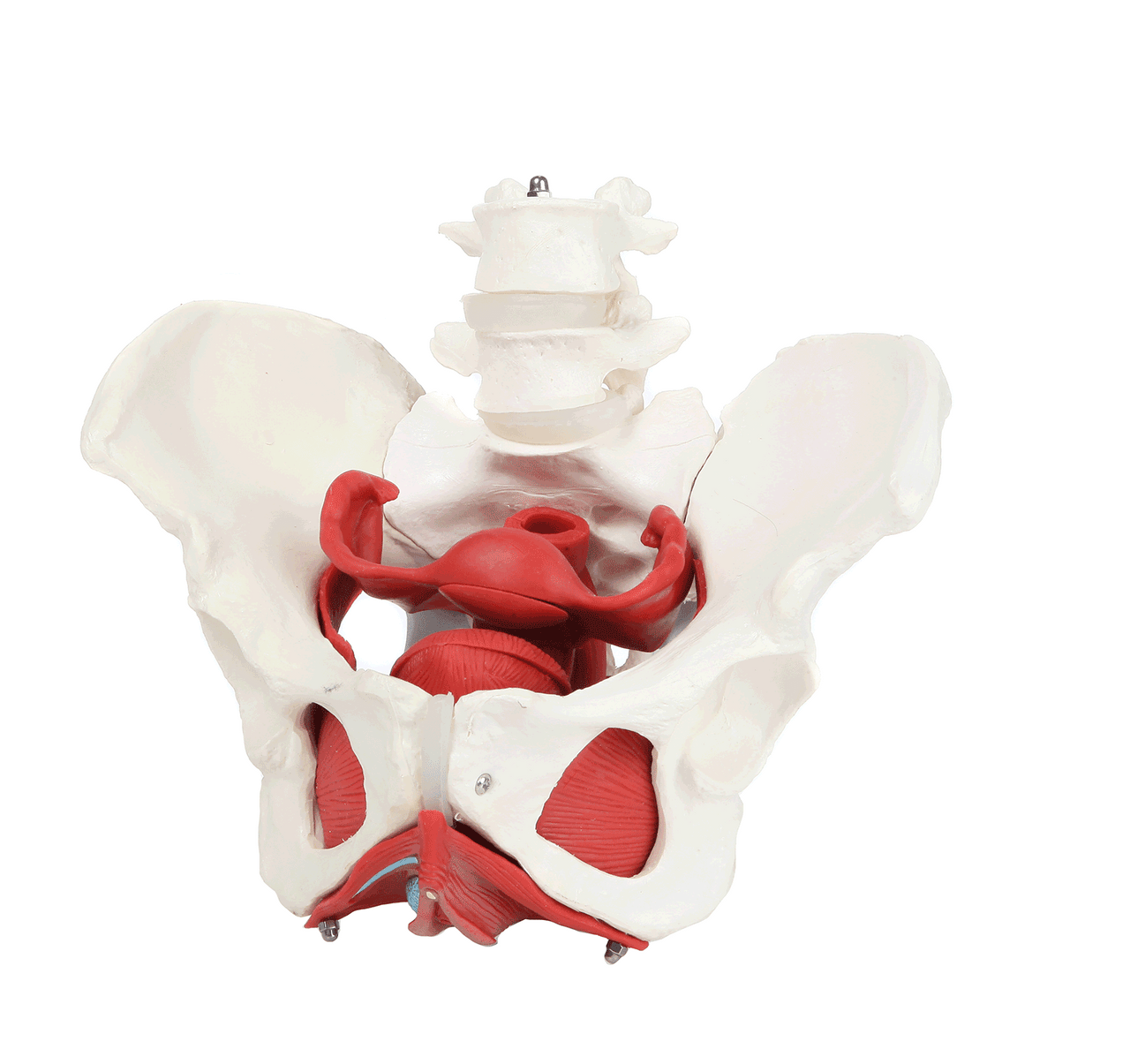 Axis Scientific 6-Part Female Skeletal Pelvis with Organs | Anatomy ...