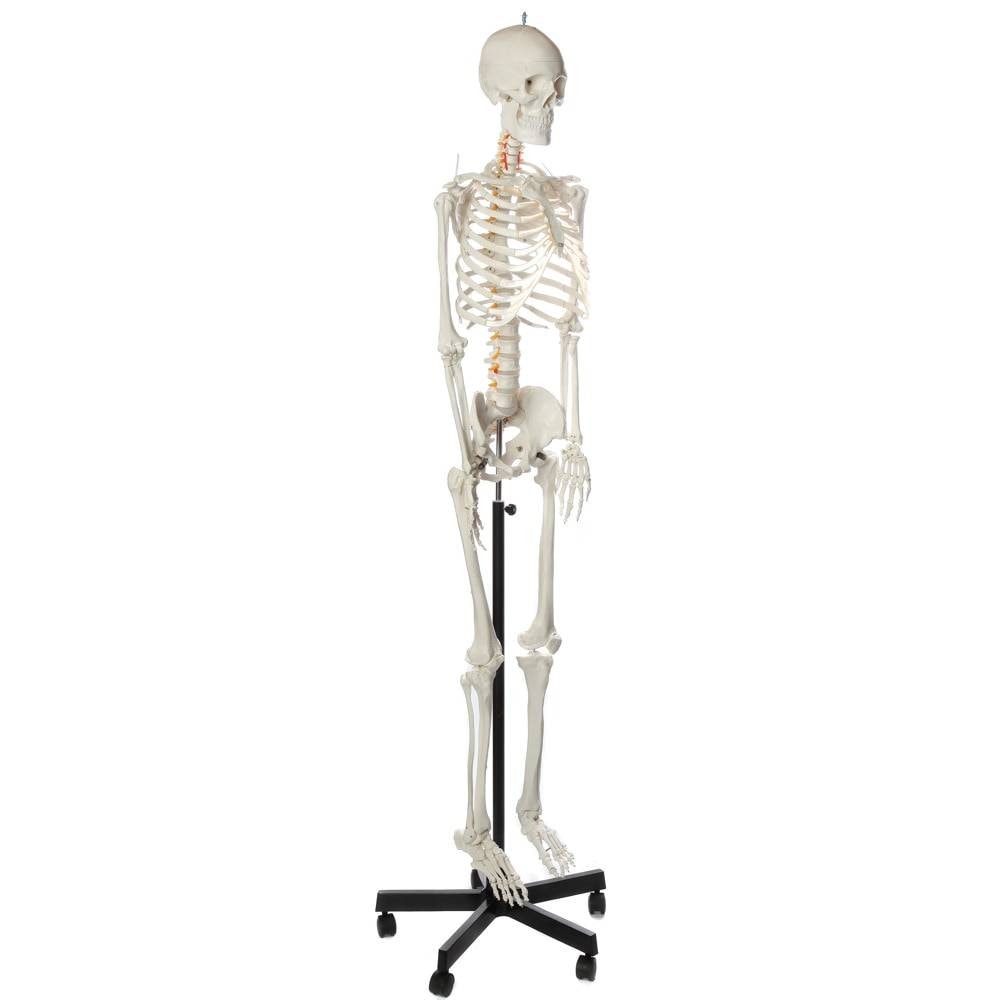 Axis Scientific Flexible Life-Size Human Skeleton Anatomy Model with ...