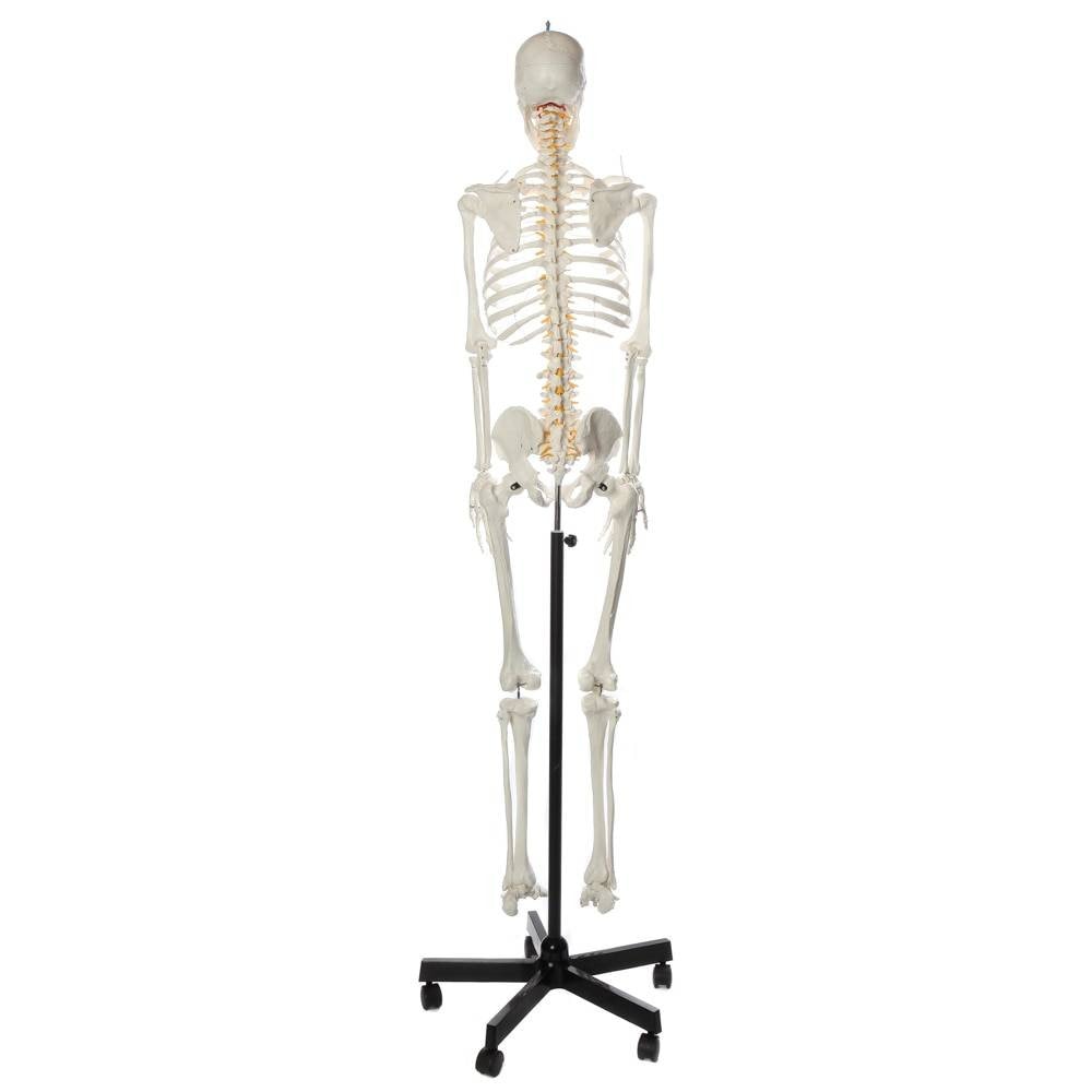 Axis Scientific Flexible Life-Size Human Skeleton Anatomy Model with ...