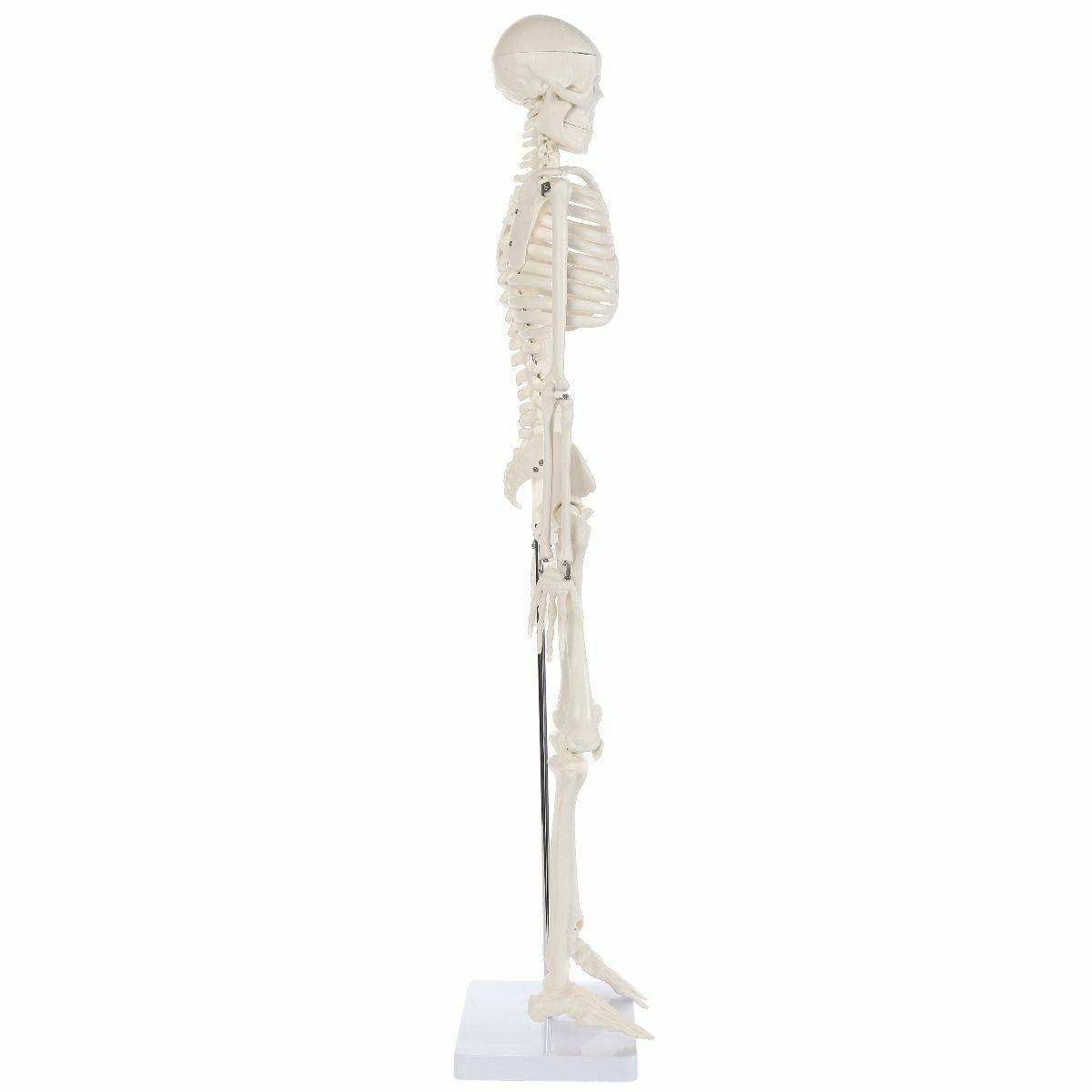 Anatomy Lab Essential Mini 35" Skeleton | Anatomy Warehouse