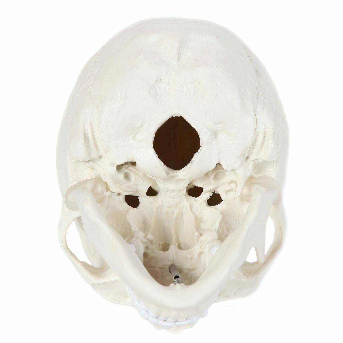 Anatomy Lab Essential Life-Size Skull | Anatomy Warehouse