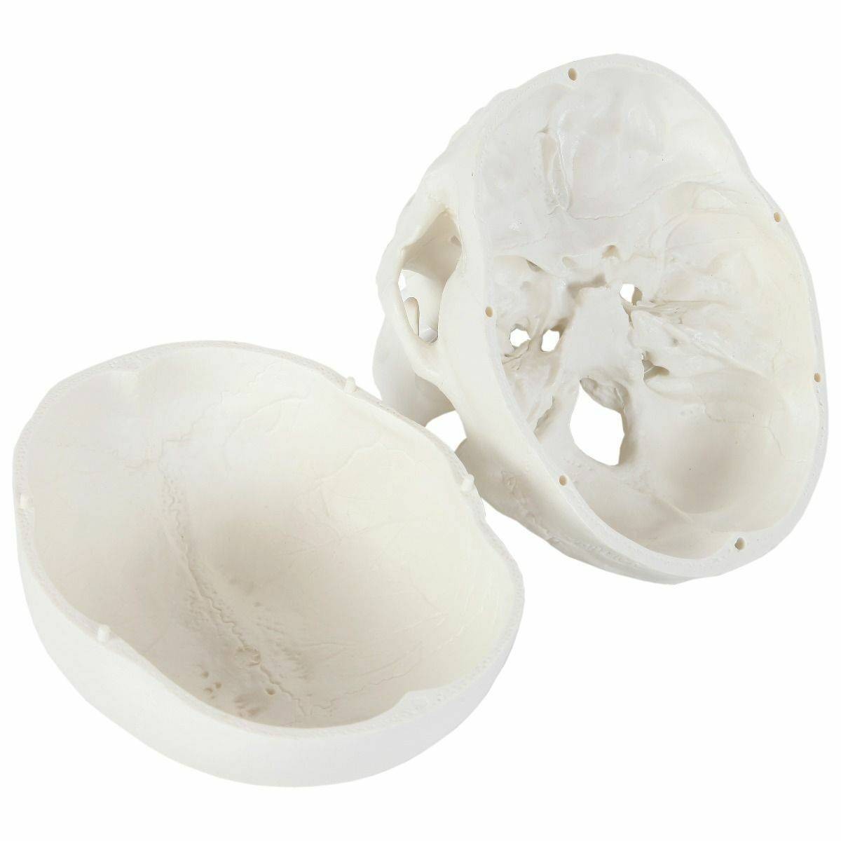 Anatomy Lab Essential Life-Size Skull | Anatomy Warehouse