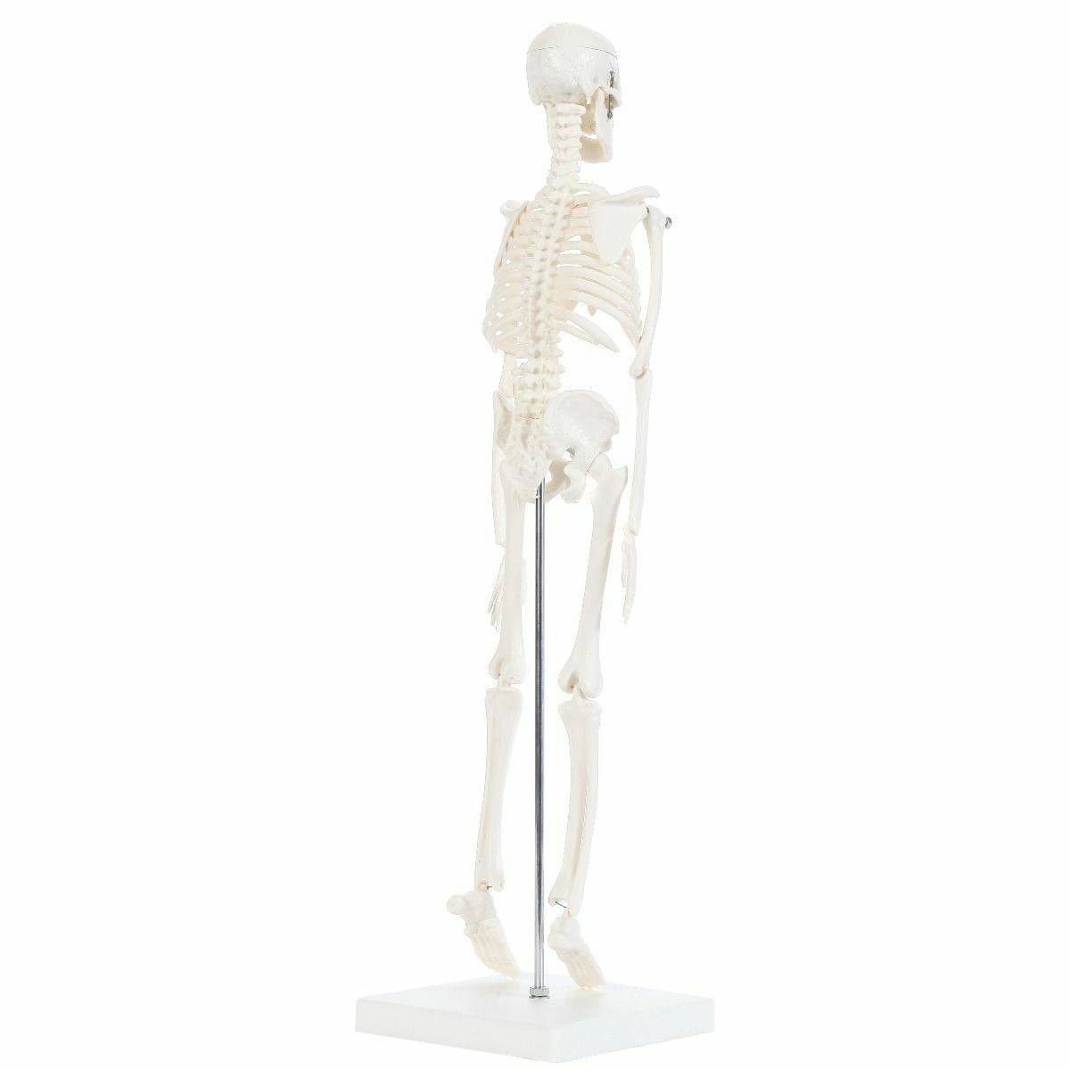 Anatomy Lab Essential Micro 19" Desktop Skeleton | Anatomy Warehouse