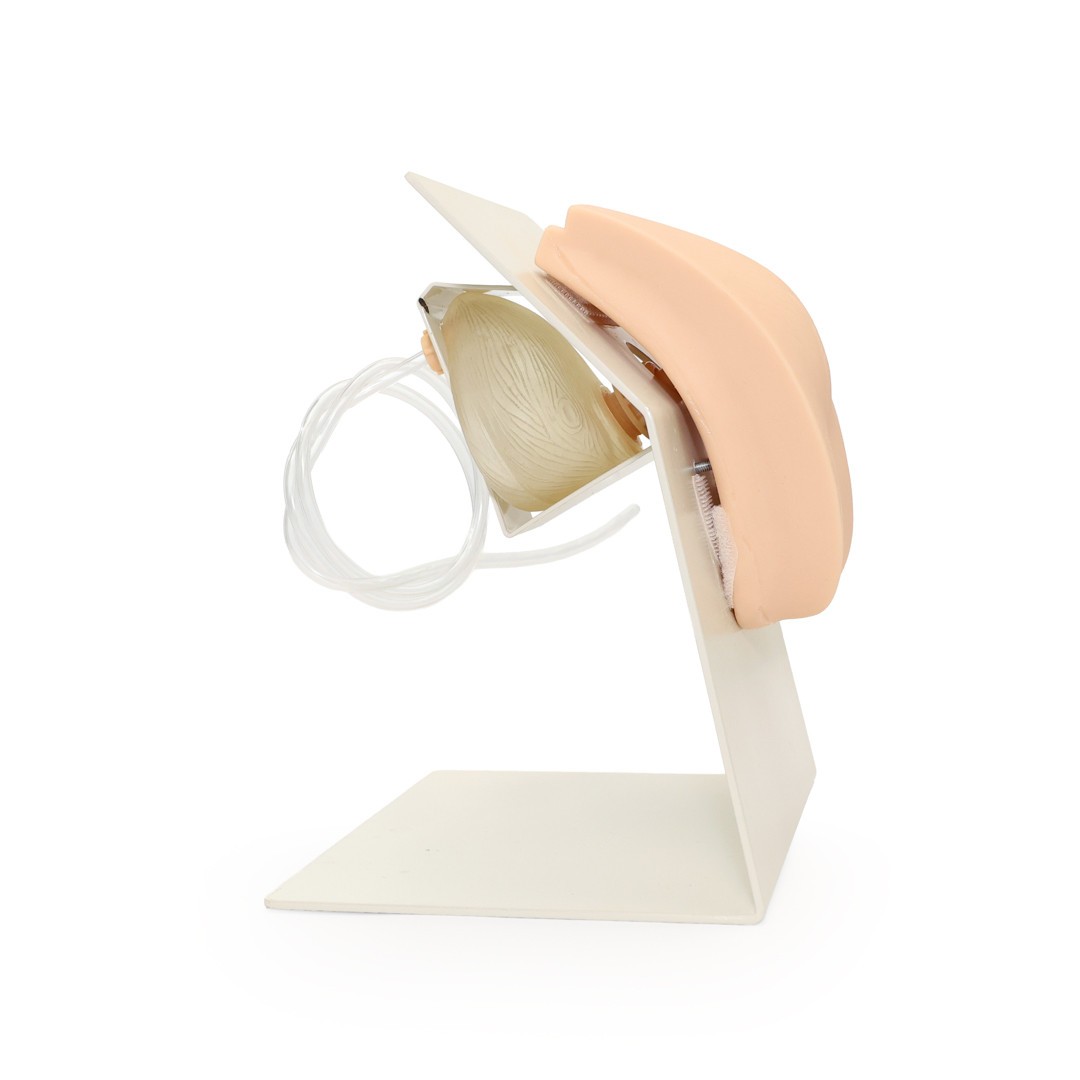 Anatomy Lab Advanced Portable Female Catheterization Model | Anatomy ...