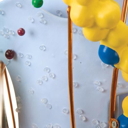 3B Scientific Human Cell Anatomy Model | Anatomy Warehouse