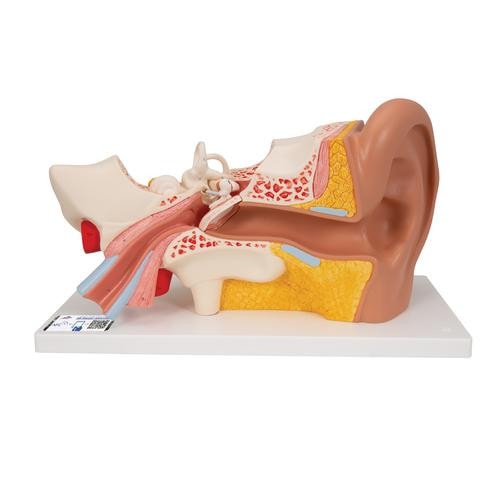 3B Scientific Ear Anatomy Model Set | Anatomy Warehouse