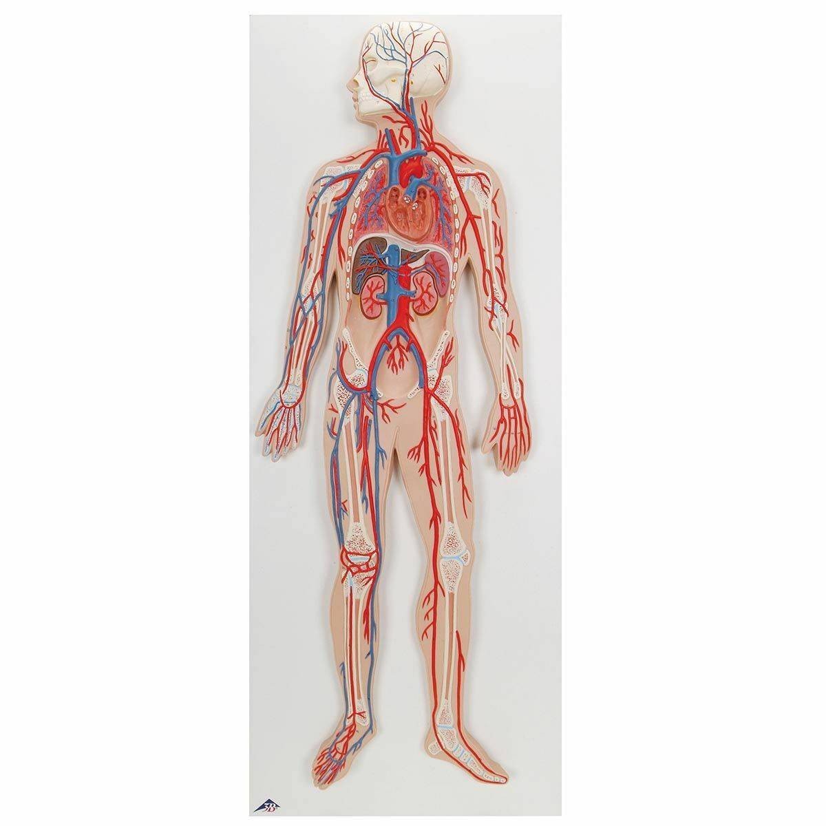 Anatomy Lab Human Circulatory System Model | Anatomy Warehouse