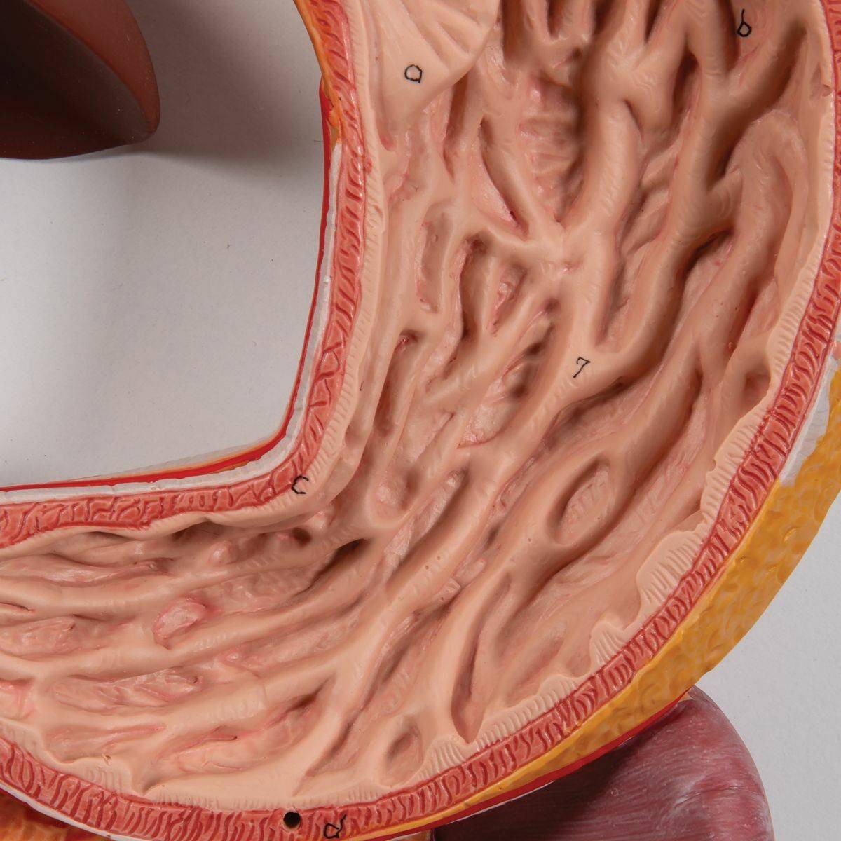 3B Scientific Life-Size Digestive System Anatomy Model 2 Parts ...