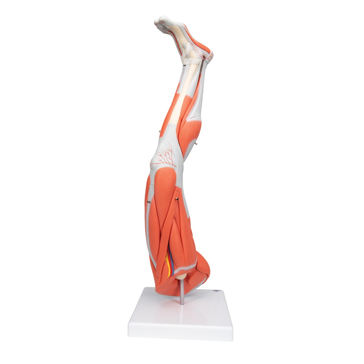 3B Scientific Muscle Leg Model, 3/4 Life-Size, 9-Part Anatomy Model ...