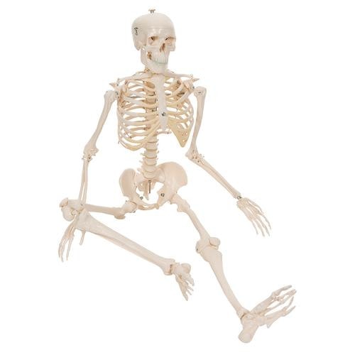 3B Scientific Mini 31" Human Skeleton Anatomy Model | Anatomy Warehouse
