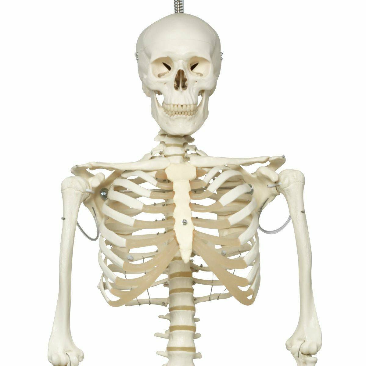 3B Scientific Physiological Skeleton Model - Phil | Anatomy Warehouse
